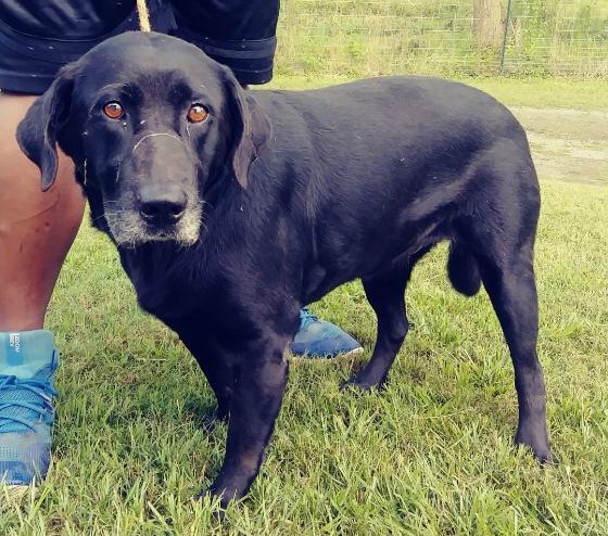 Houndhaven | A safe haven for dogs of all kinds