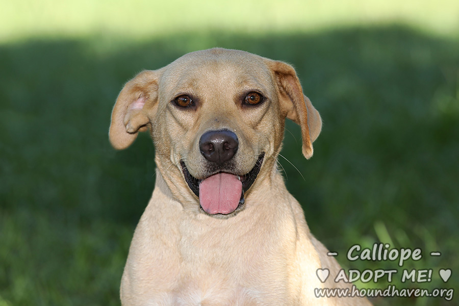 Houndhaven | A safe haven for dogs of all kinds