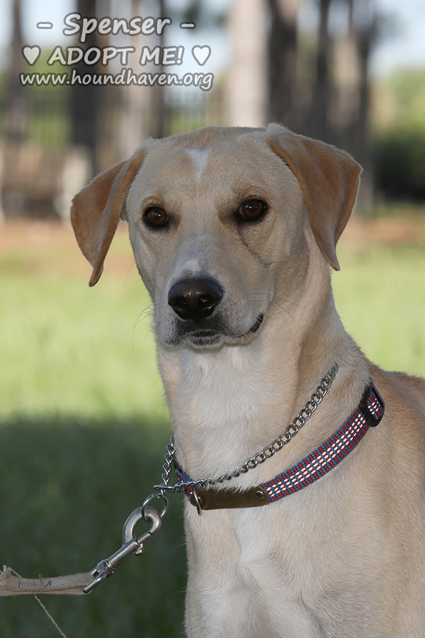 Houndhaven | A safe haven for dogs of all kinds