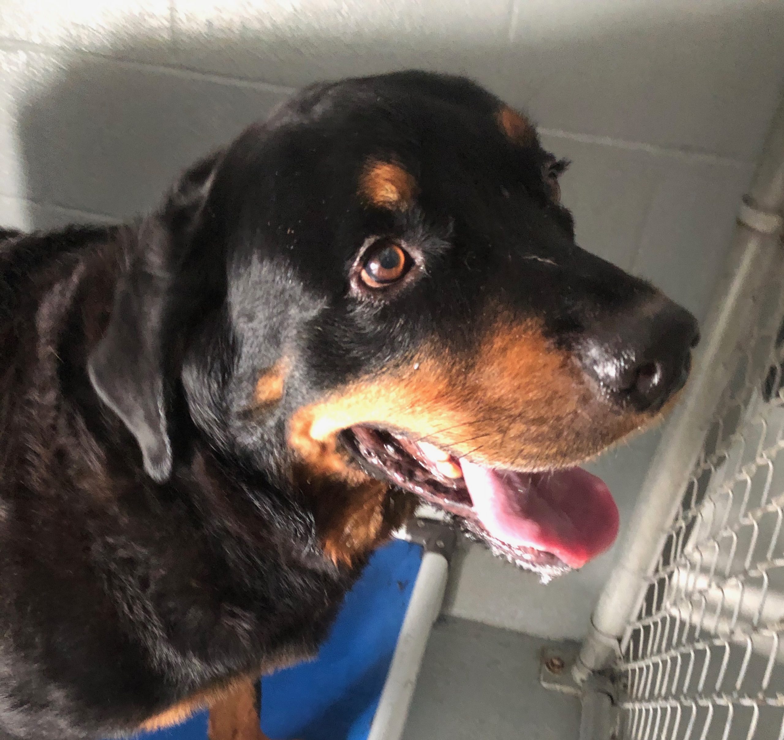Houndhaven | A safe haven for dogs of all kinds