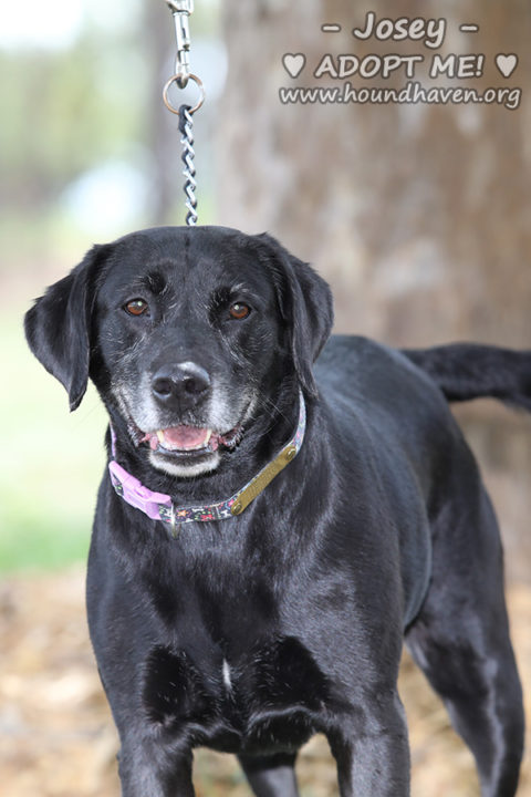 Houndhaven | A safe haven for dogs of all kinds