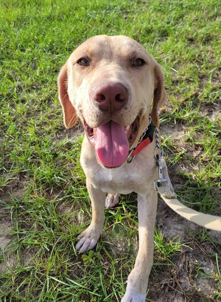 Houndhaven | A safe haven for dogs of all kinds