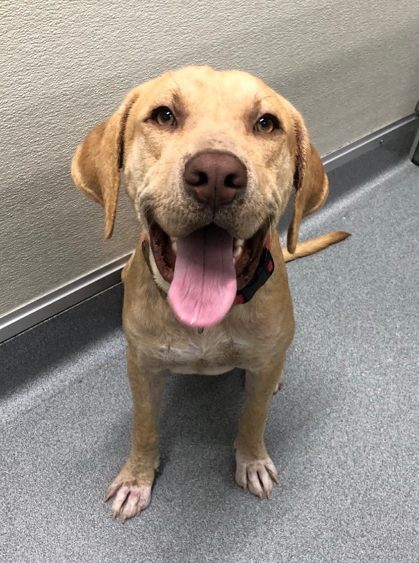 Houndhaven | A safe haven for dogs of all kinds