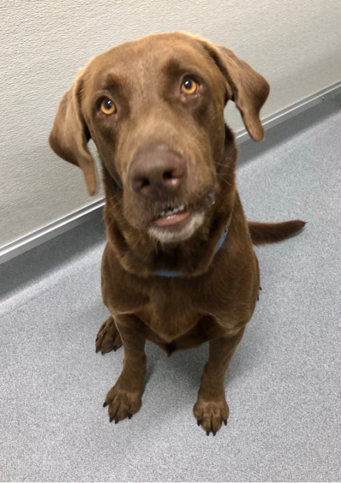 Houndhaven | A safe haven for dogs of all kinds