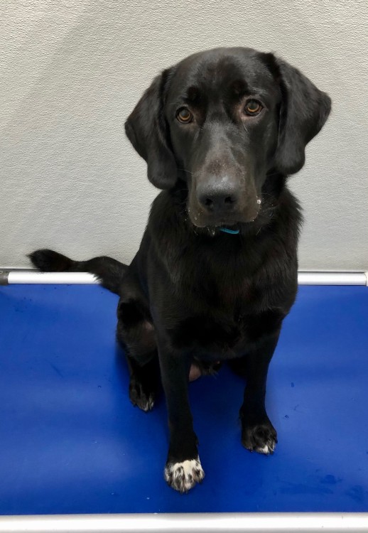 Houndhaven | A safe haven for dogs of all kinds