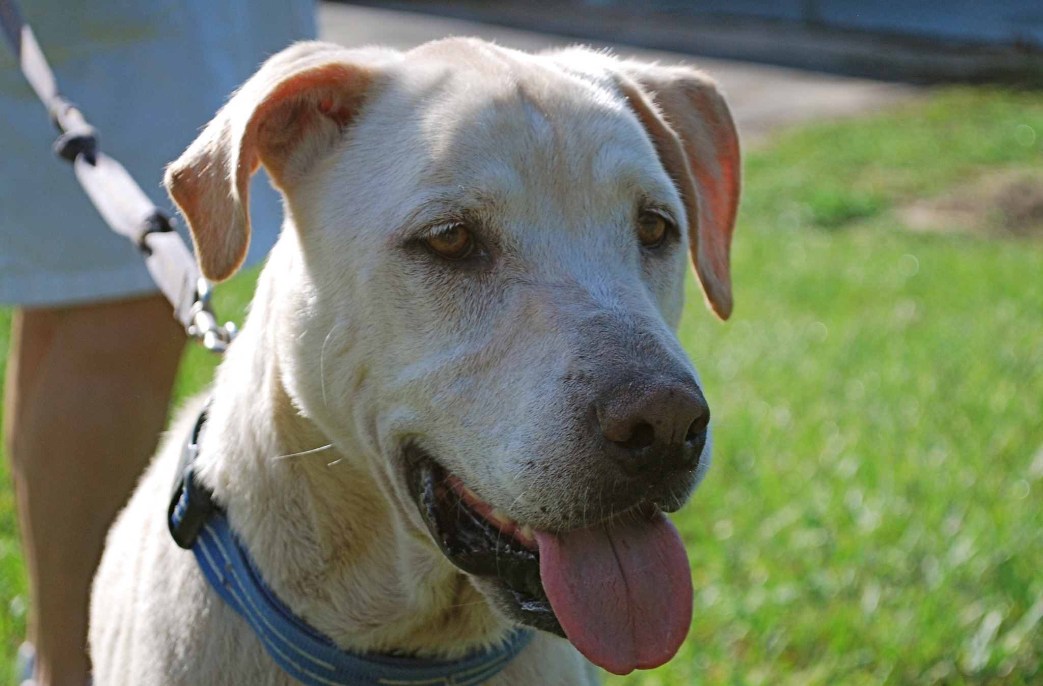 Stories | Houndhaven